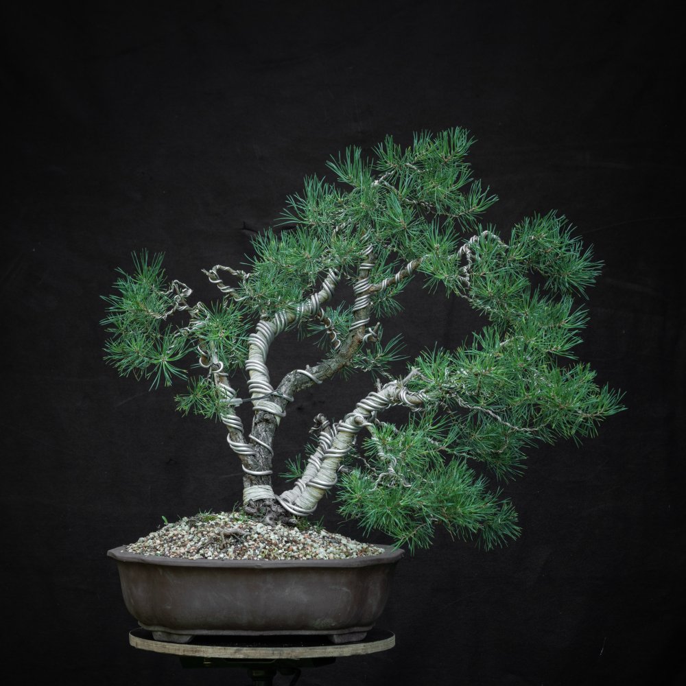Bonsaje a Niwaki :: Bonsai Moravia
